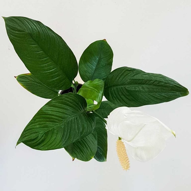 Spatifilum – Tu planta interior