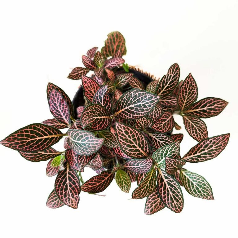 Fitonia – Tu planta interior