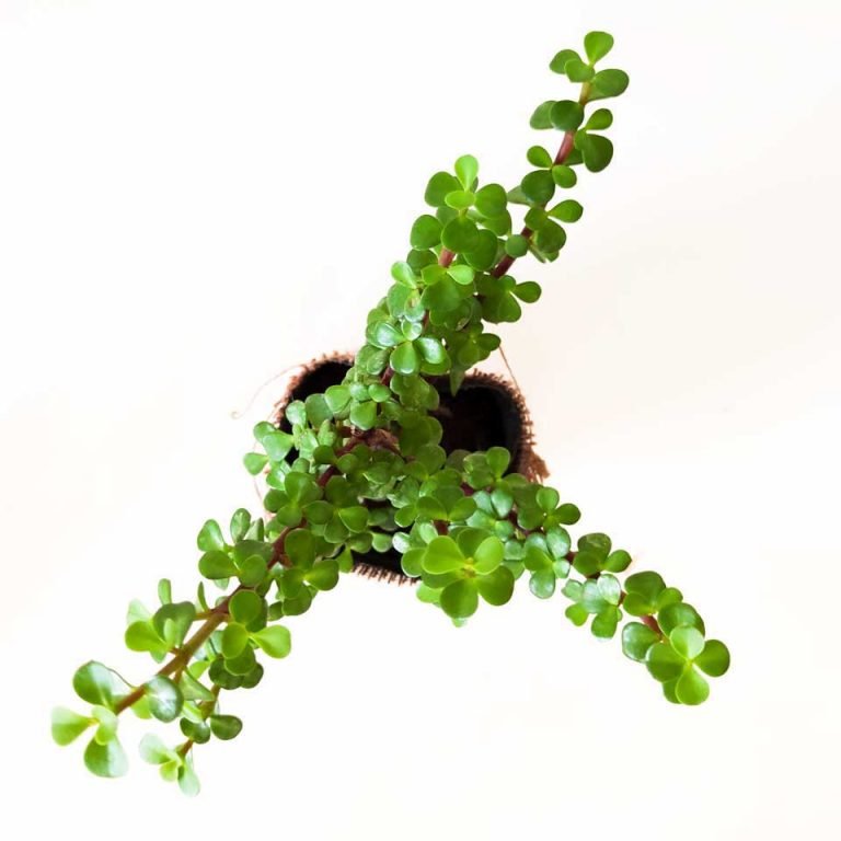Planta de la moneda (mini Jade) – Tu planta interior