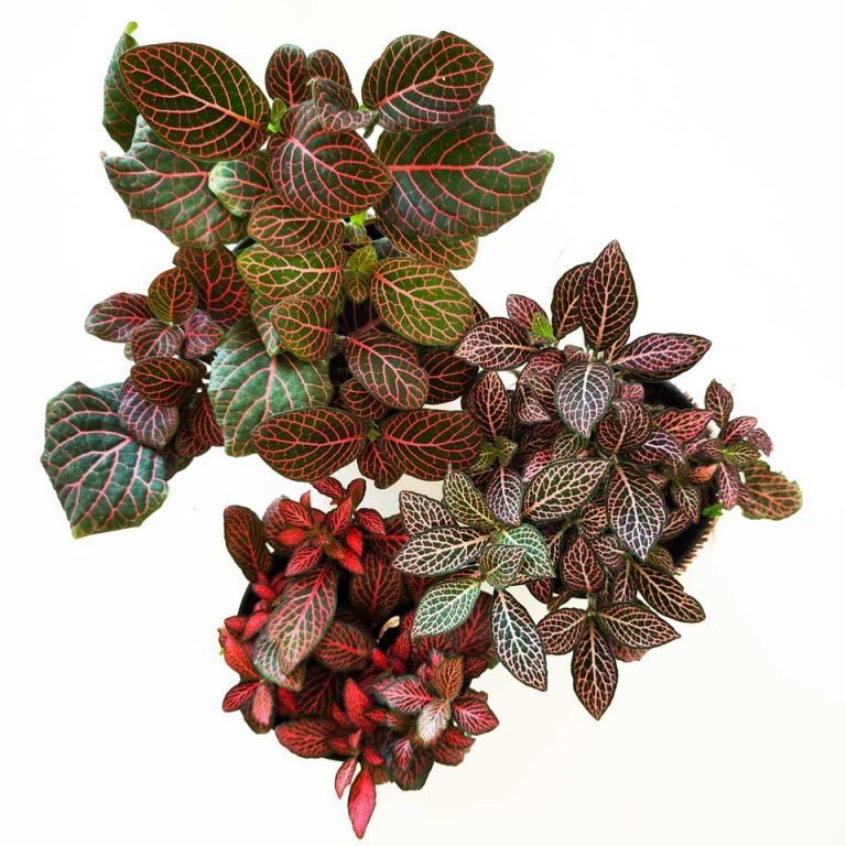 Fitonia – Tu planta interior