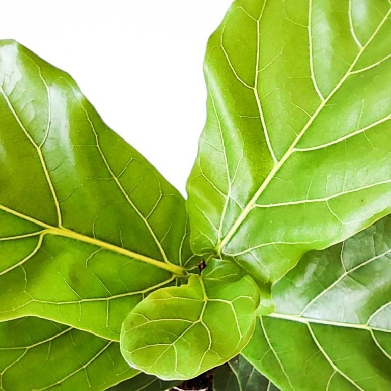 Ficus pandurata – Tu planta interior