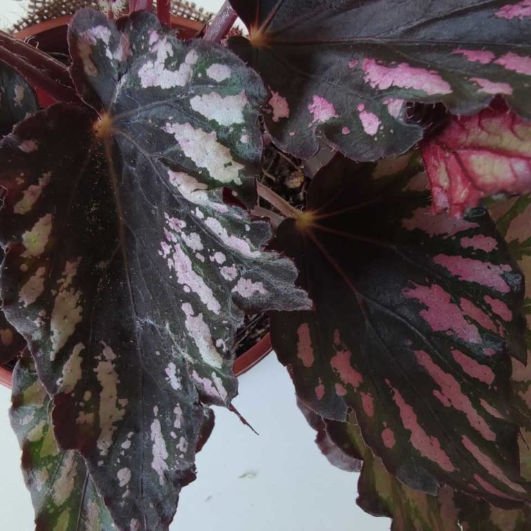 Begonia rex «Fireworks» – Tu planta interior