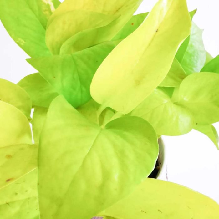 Potus lemon – Tu planta interior