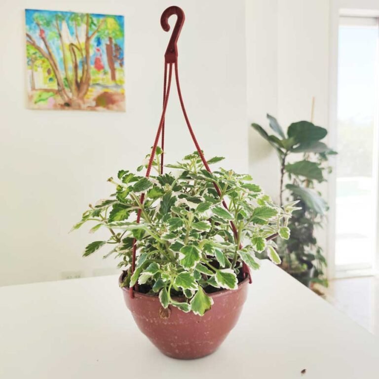 Incienso – Plectranthus coleoides – B18 – Tu planta interior