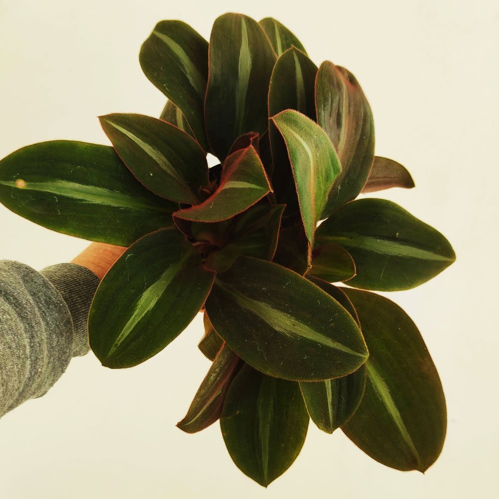 Siderasis fuscata – Tradescantia fuscata – Tu planta interior