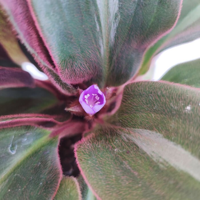 Siderasis fuscata – Tradescantia fuscata – Tu planta interior