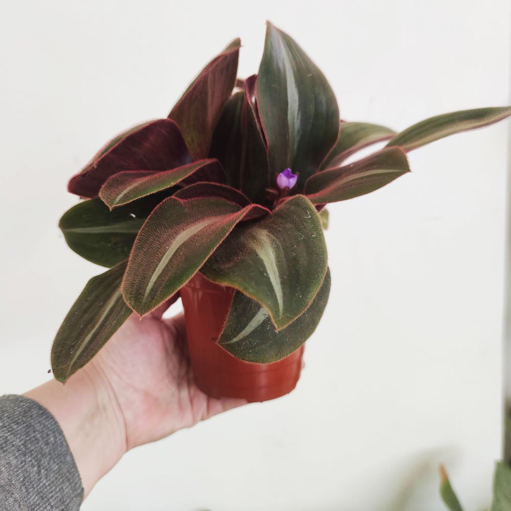 Siderasis fuscata – Tradescantia fuscata – Tu planta interior